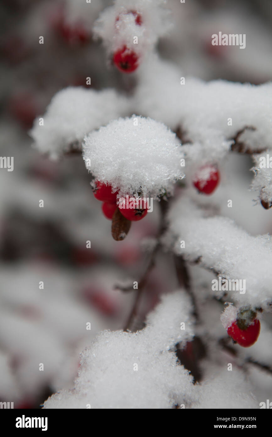 Snow on a branch with red berries Stock Photo - Alamy