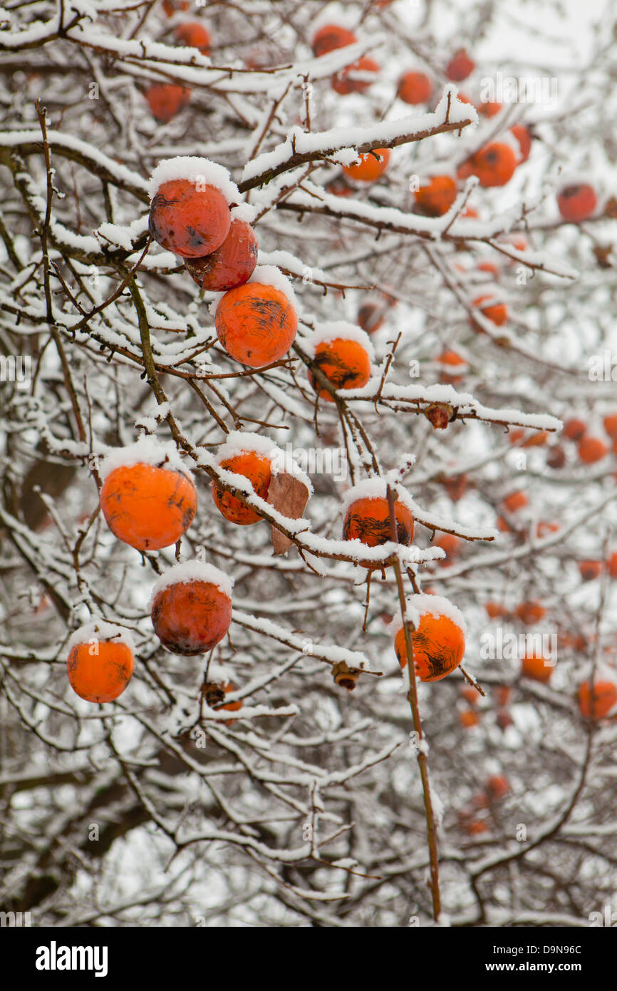 Persimmon tree snow hi-res stock photography and images - Alamy