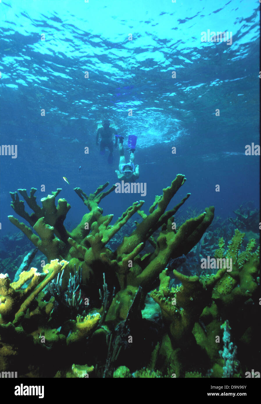 Biscayne National Park in Florida is renowned for its marine ecosystems ...