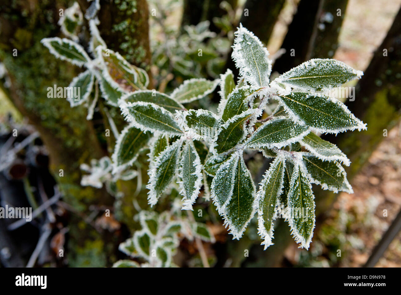 formation of ice on a laurel branch,hoarfrost Stock Photo - Alamy