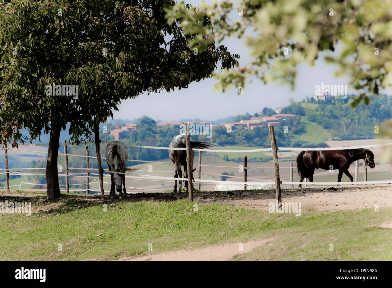 horses in a stable Stock Photo - Alamy