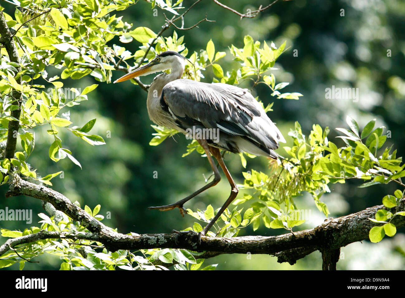 Great blue heron in a tree Stock Photo - Alamy