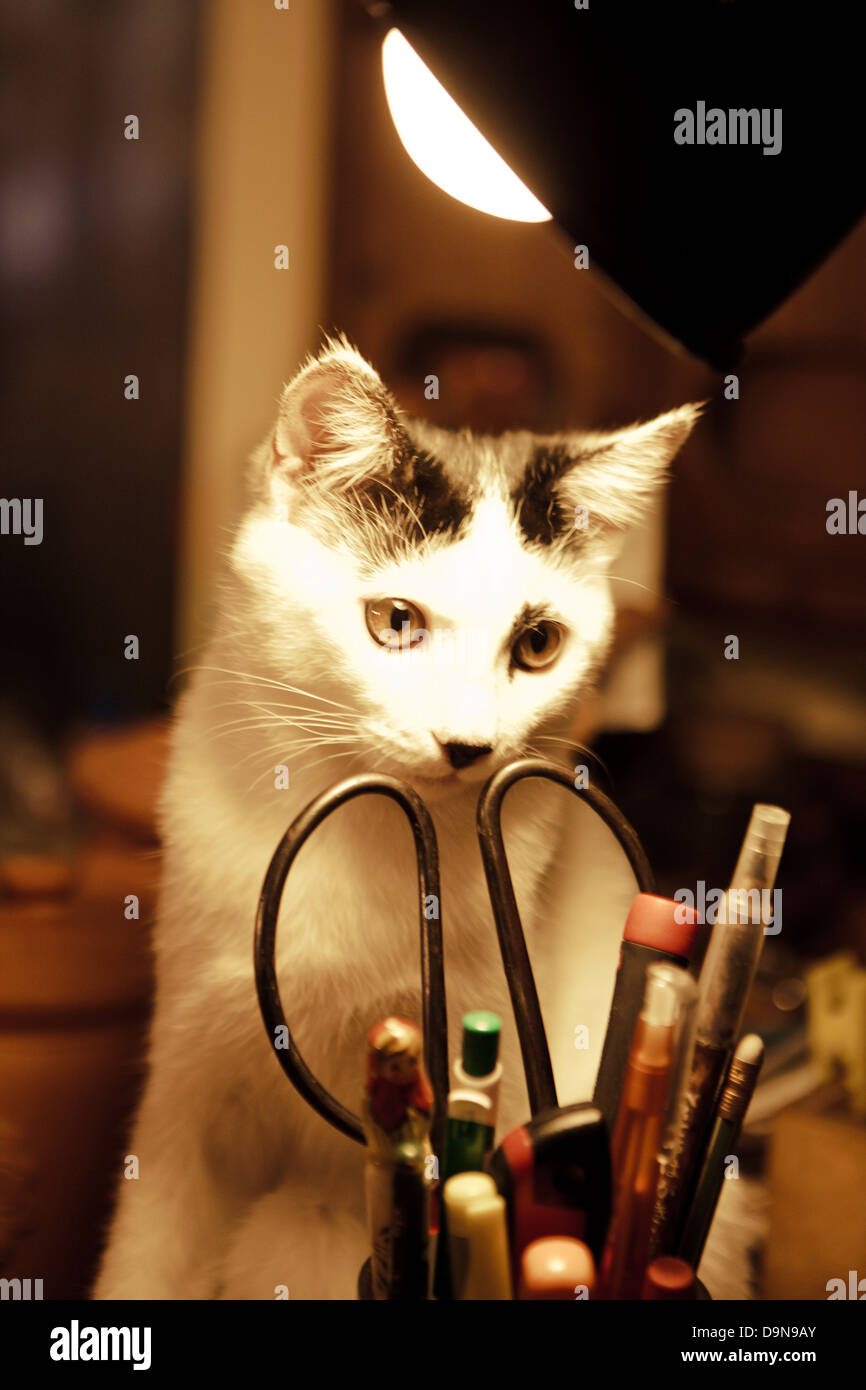 domestic cat on a desk Stock Photo - Alamy