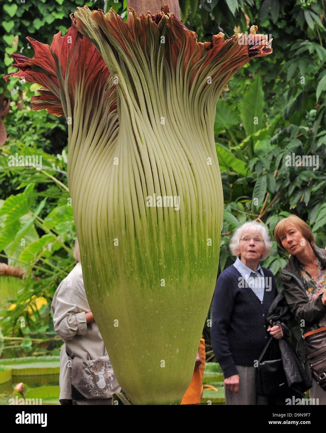 Bonn, Germany, 23 June 2013. Visitors look at a blooming titan arum ...