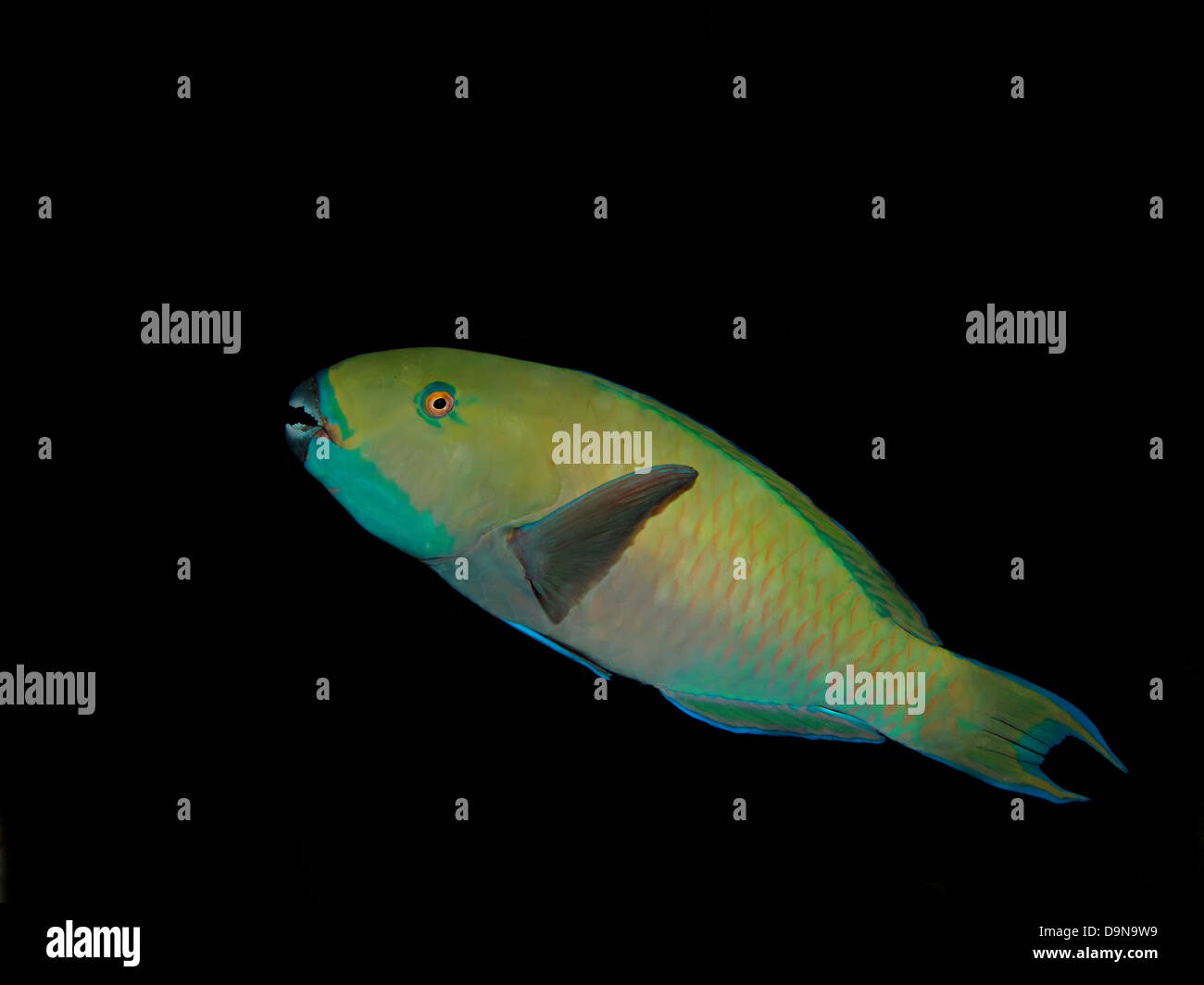 Rusty parrot fish hi-res stock photography and images - Alamy