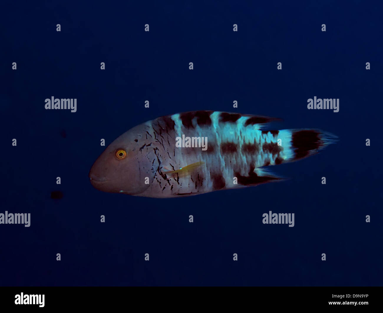 Red sea wrasse fish hi-res stock photography and images - Alamy