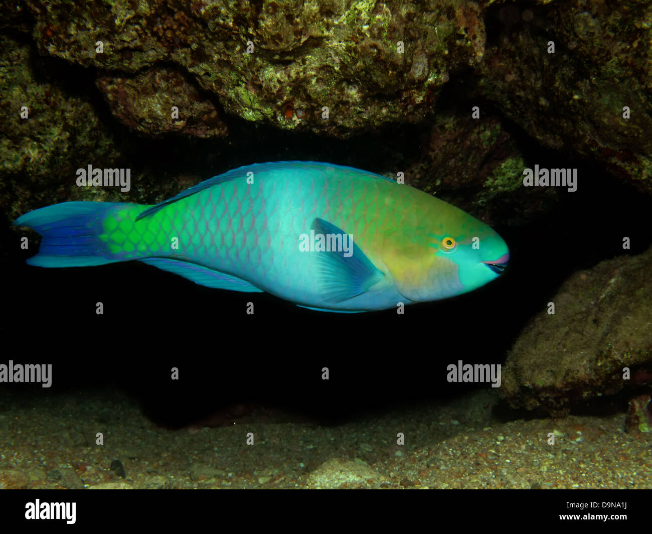 Bicolor parrot hi-res stock photography and images - Alamy