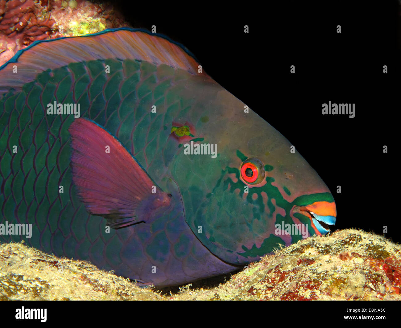 Bicolor parrot hi-res stock photography and images - Alamy