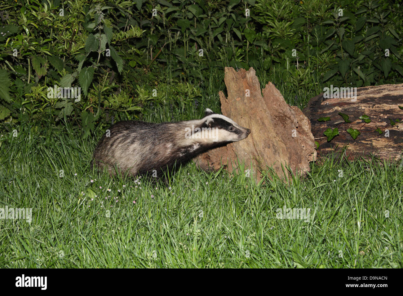 Eurasian badger meles meles foraging for food Stock Photo - Alamy