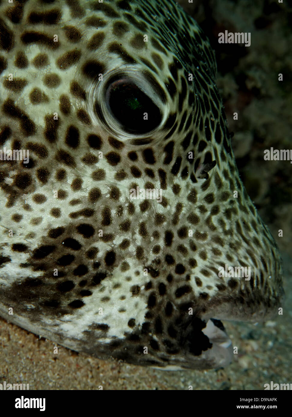 Starry Puffer (Arothron stellatus Stock Photo - Alamy
