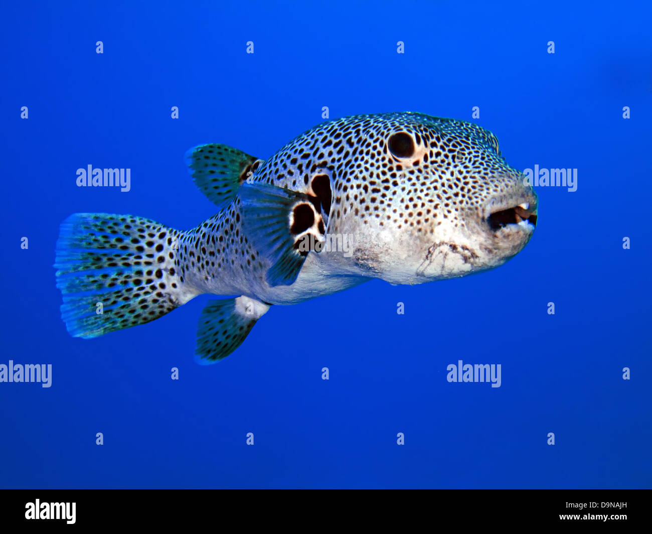 Starry Puffer (Arothron stellatus Stock Photo - Alamy