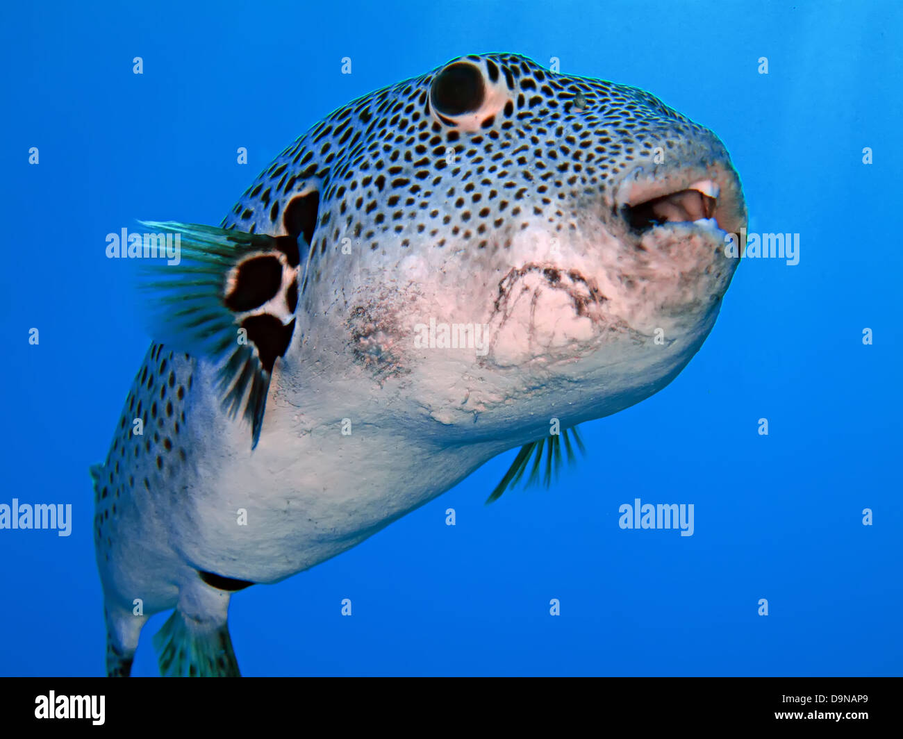 Starry Puffer (Arothron stellatus Stock Photo - Alamy