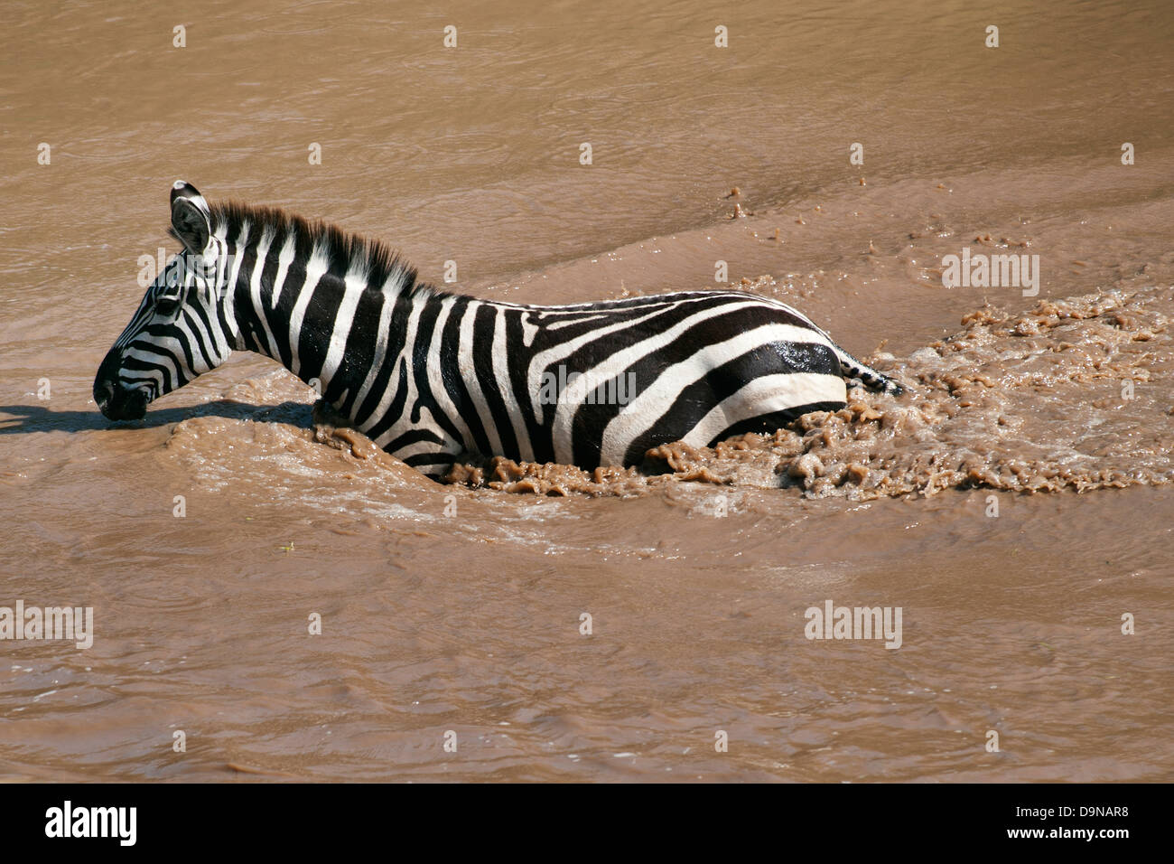 Zebra Cross River High Resolution Stock Photography and Images - Alamy