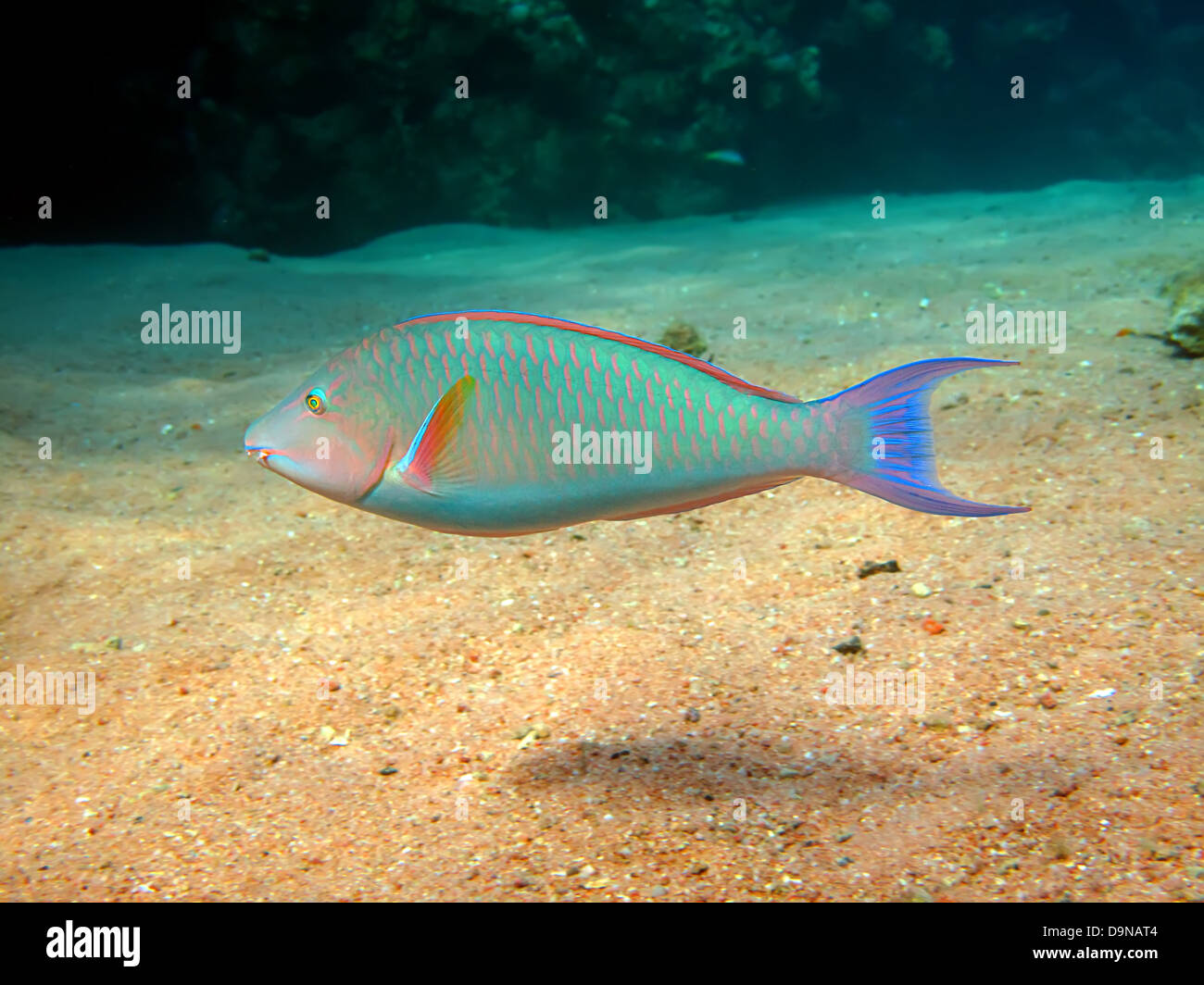 Indian longnose parrotfish ( Hipposcarus harid Stock Photo - Alamy