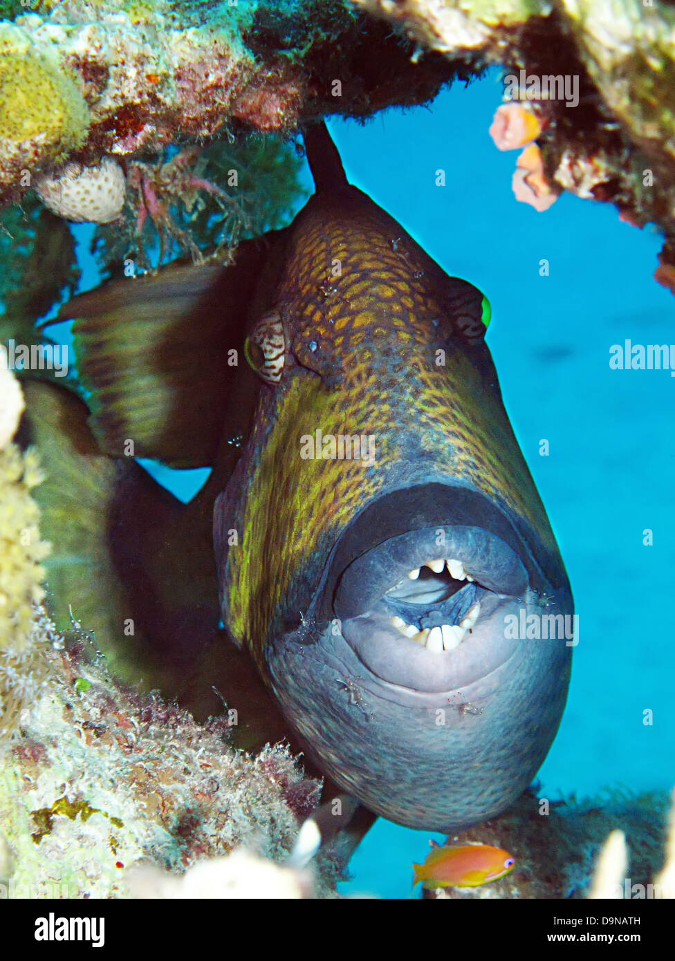 Triggerfish hi-res stock photography and images - Alamy
