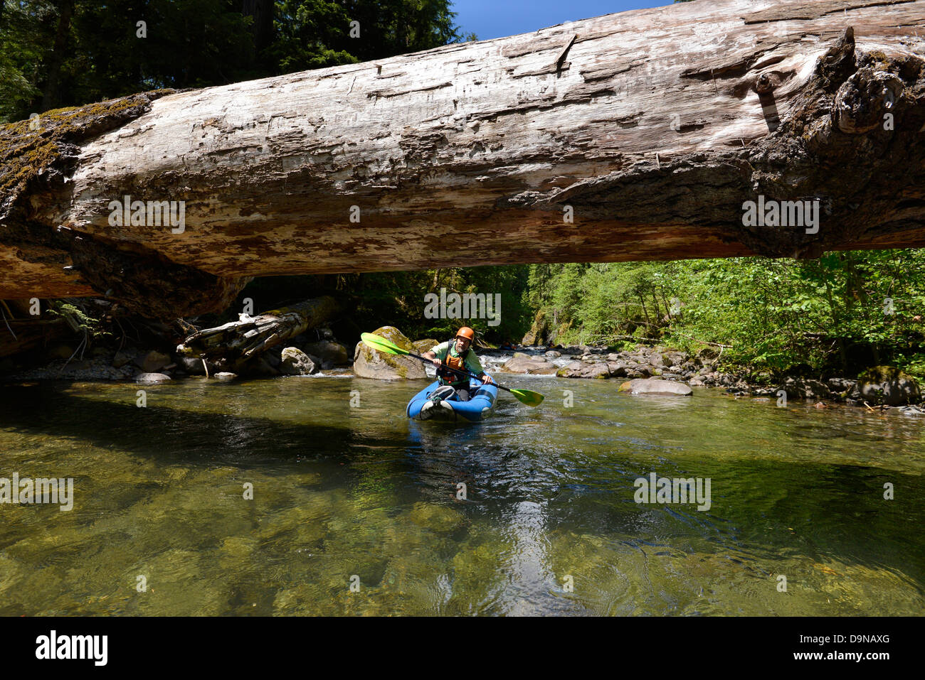 Paddling an inflatable kayak below a fallen tree on the Blue River ...