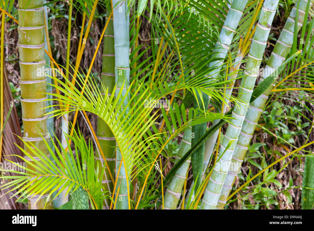 Green bamboo hi-res stock photography and images - Alamy