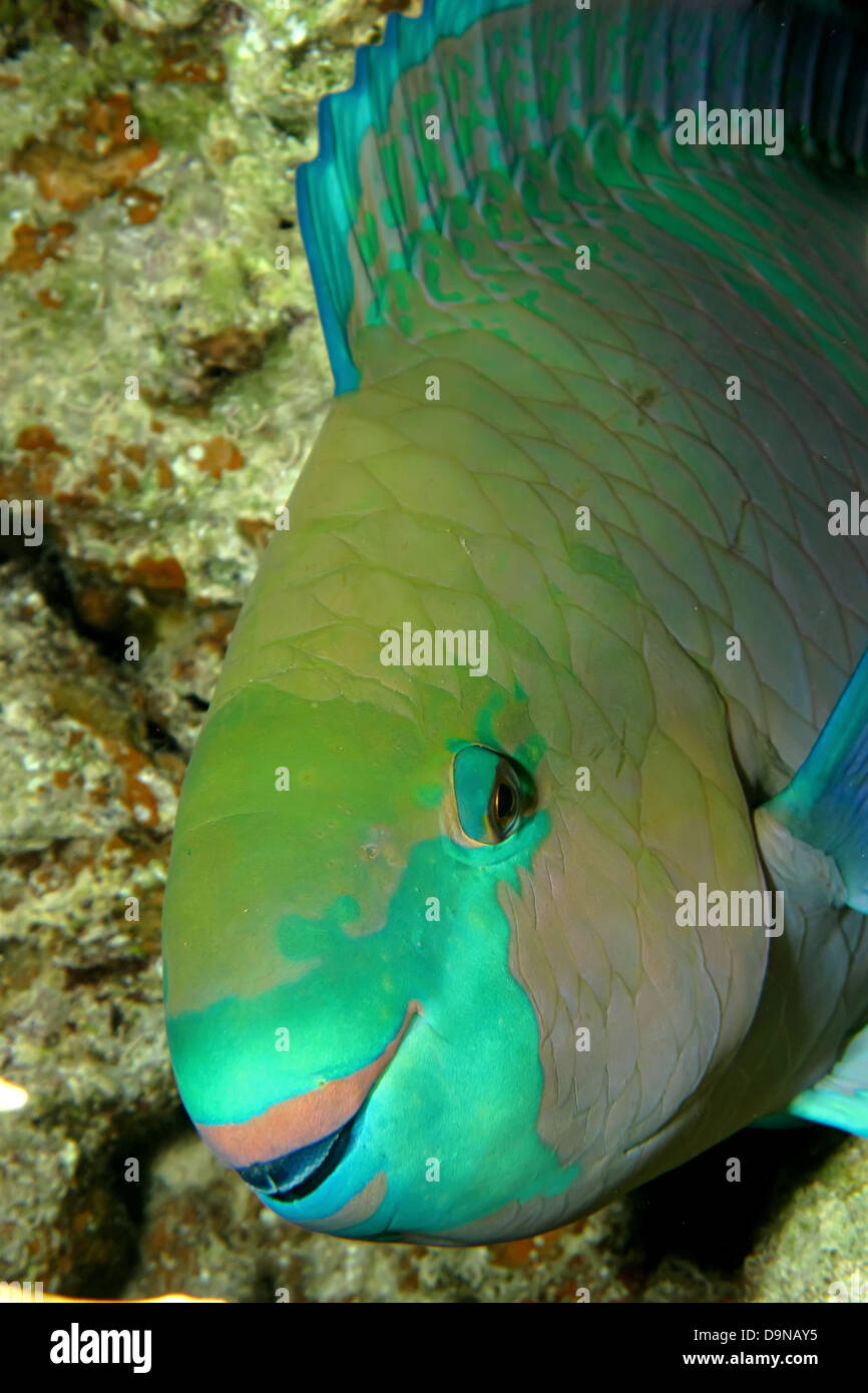 Parrot fish hi-res stock photography and images - Alamy