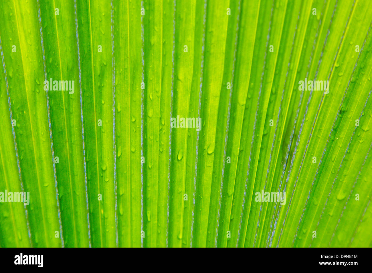Palm Frond Background High Resolution Stock Photography and Images - Alamy