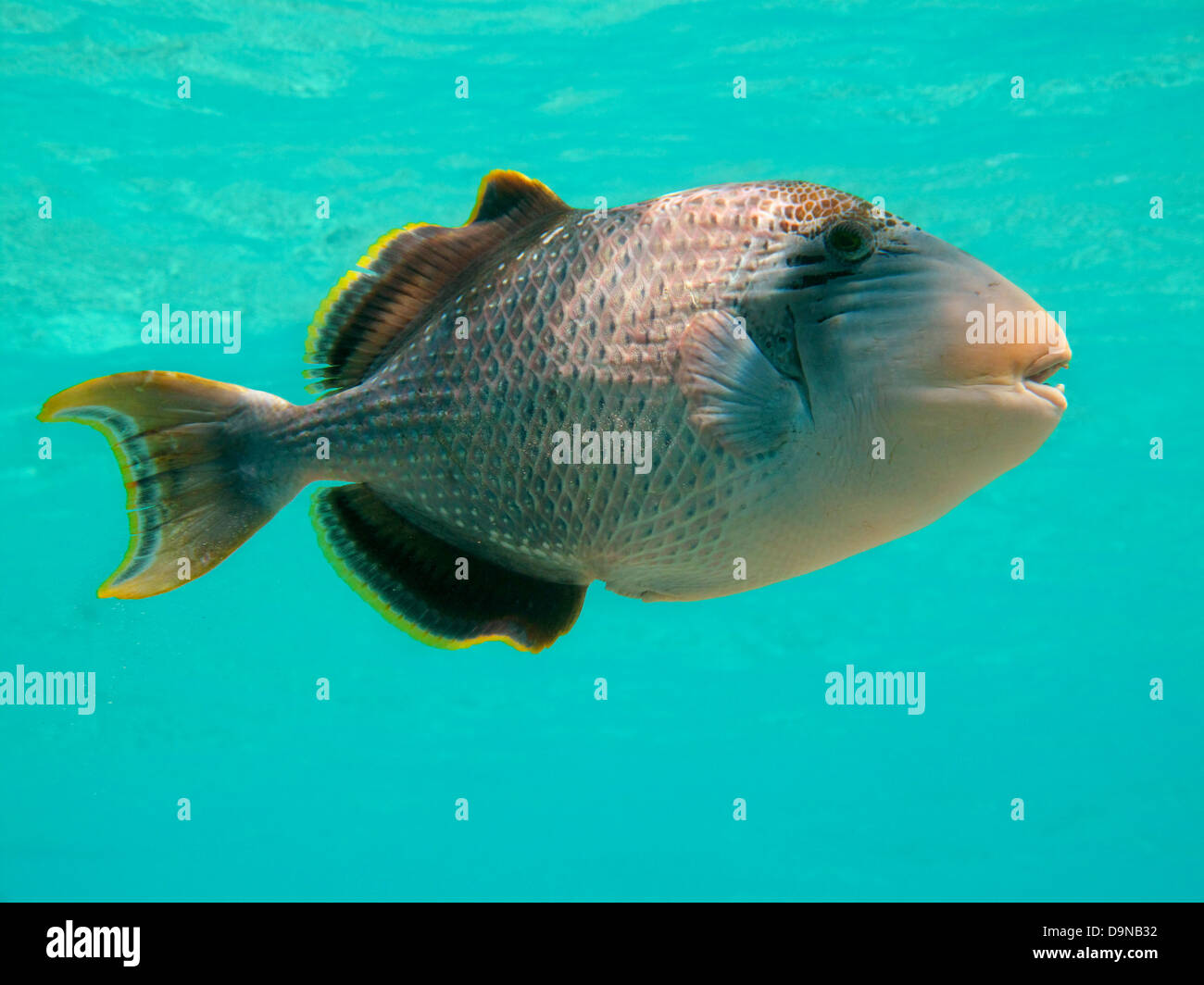 Yellowmargin triggerfish hi-res stock photography and images - Alamy
