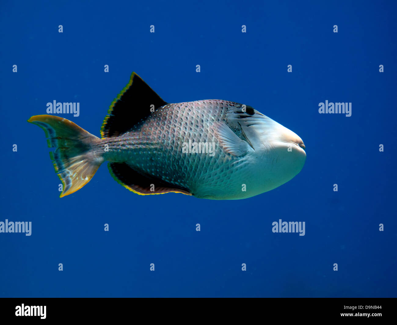 Yellowmargin triggerfish hi-res stock photography and images - Alamy