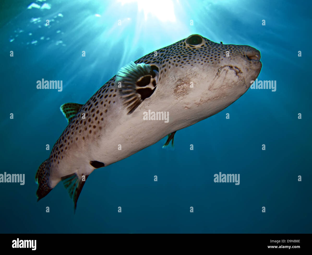 Starry Puffer (Arothron stellatus Stock Photo - Alamy