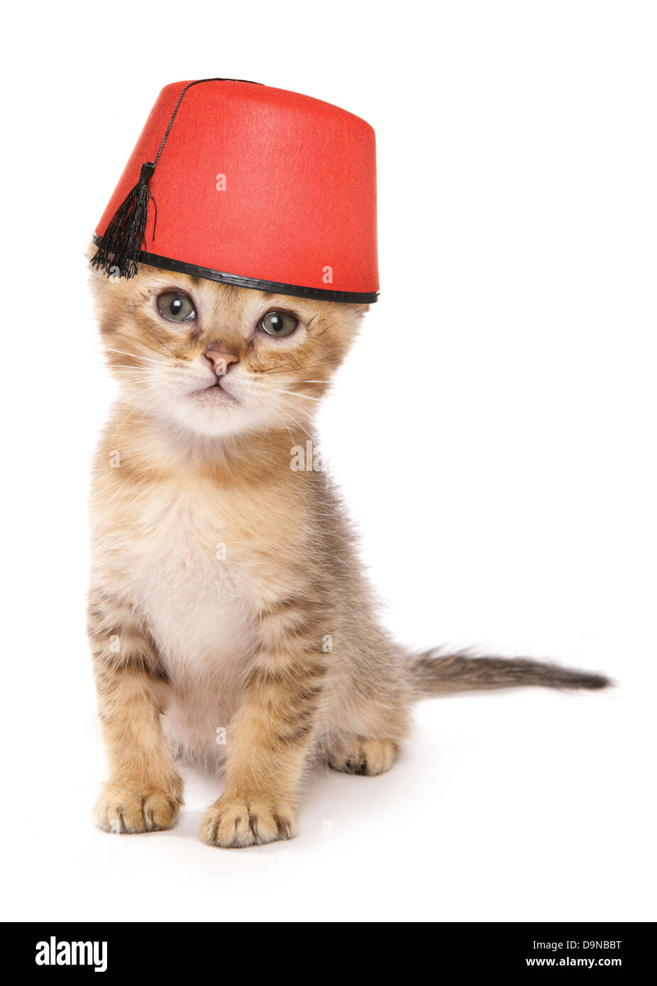 Cats wearing hats hi-res stock photography and images - Alamy