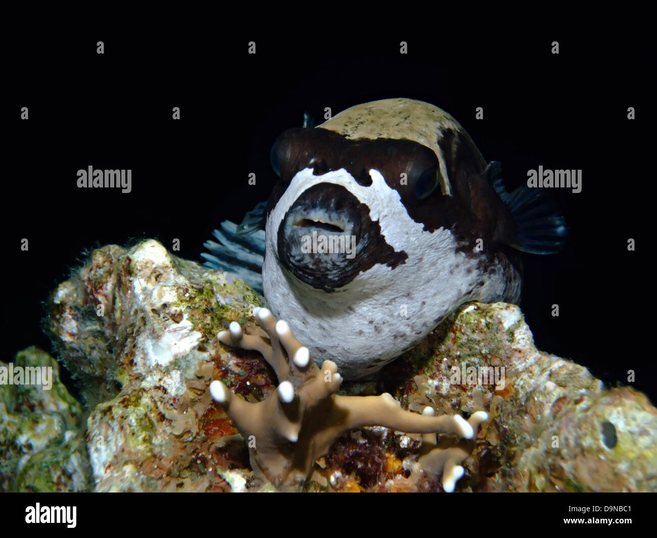 Masked Puffer Fish High Resolution Stock Photography and Images - Alamy