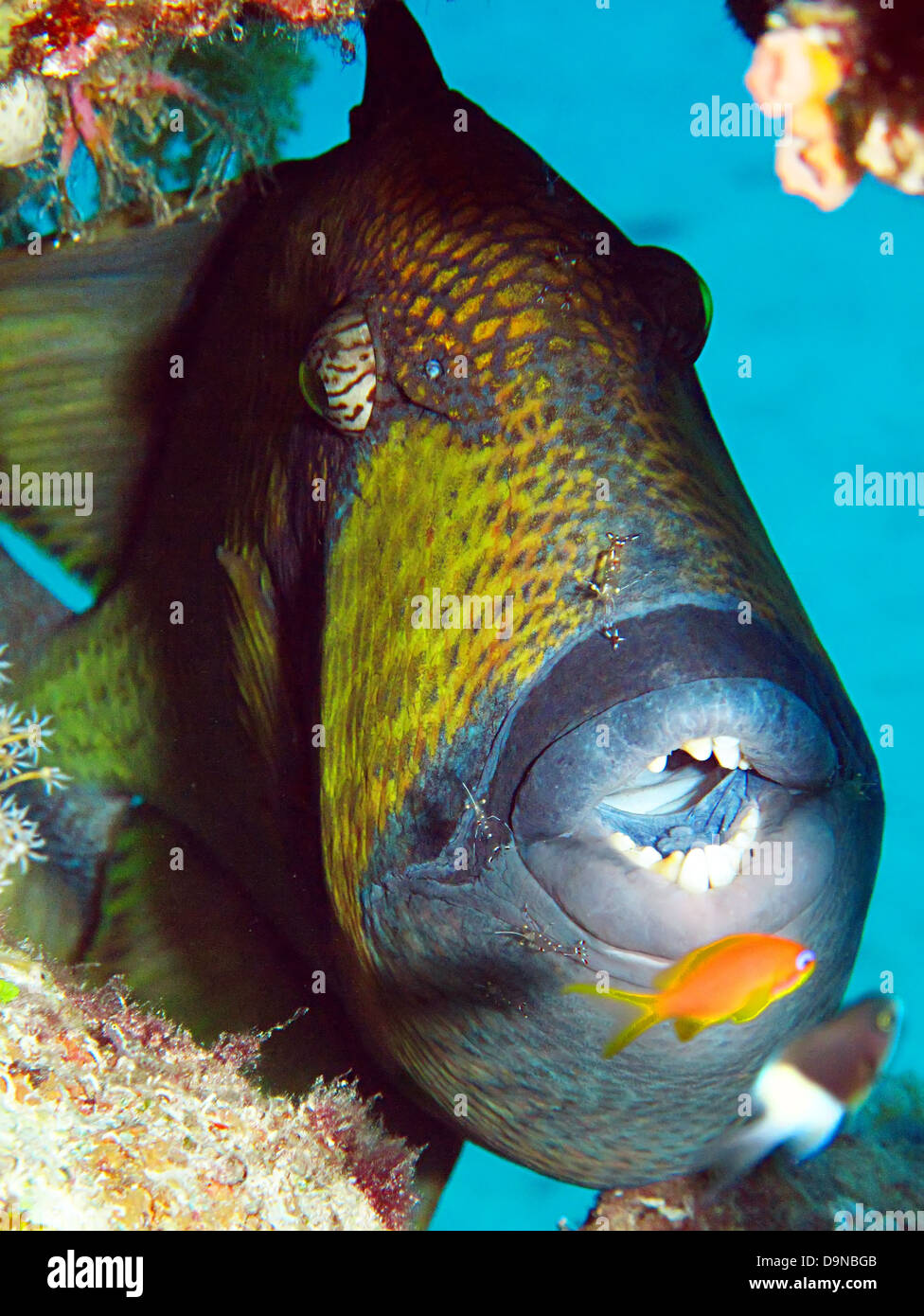 titan triggerfish ( balistoides viridescens Stock Photo - Alamy