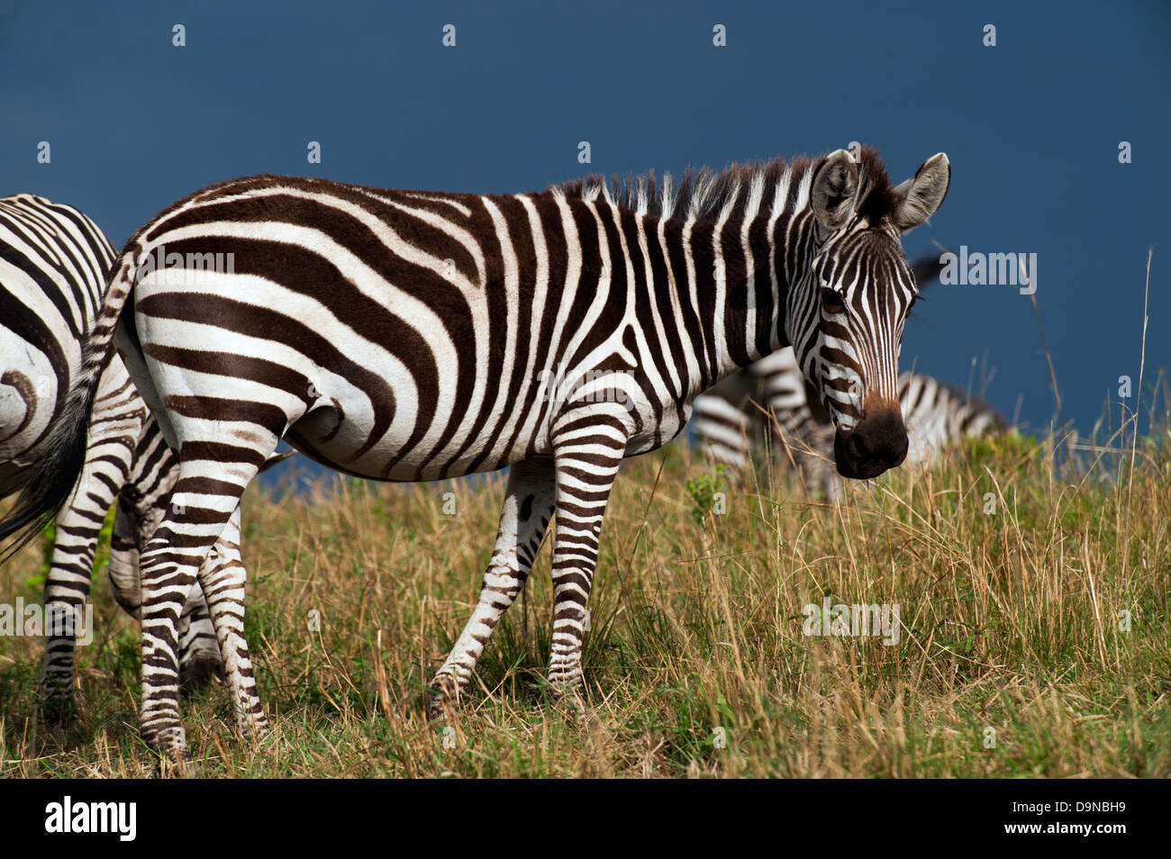 Zebra migration hi-res stock photography and images - Alamy