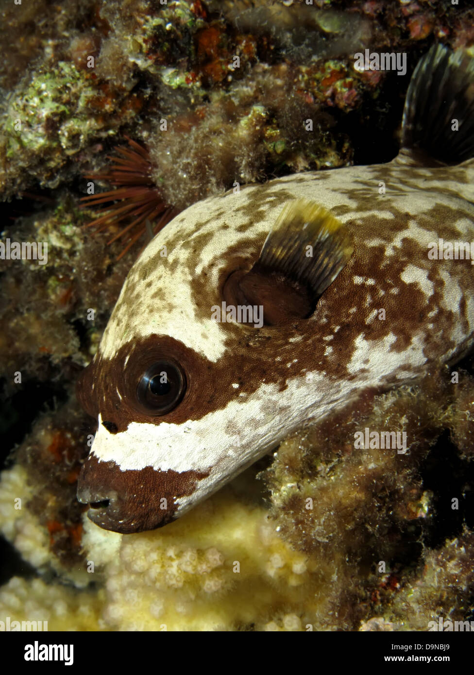 Masked puffer fish hi-res stock photography and images - Alamy