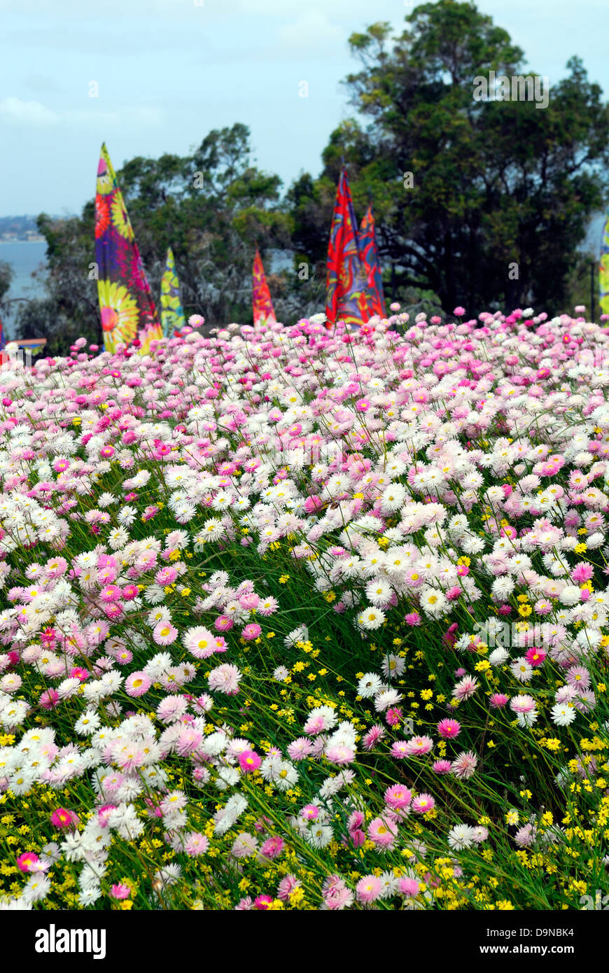 Spring display of Everlastings at Kings Park, Perth, Western Australia ...