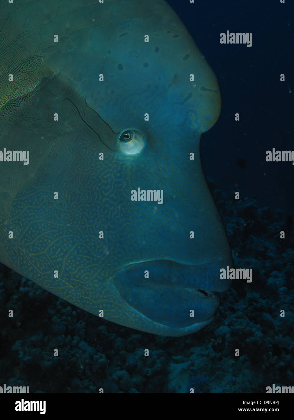 Napoleonfish hi-res stock photography and images - Alamy