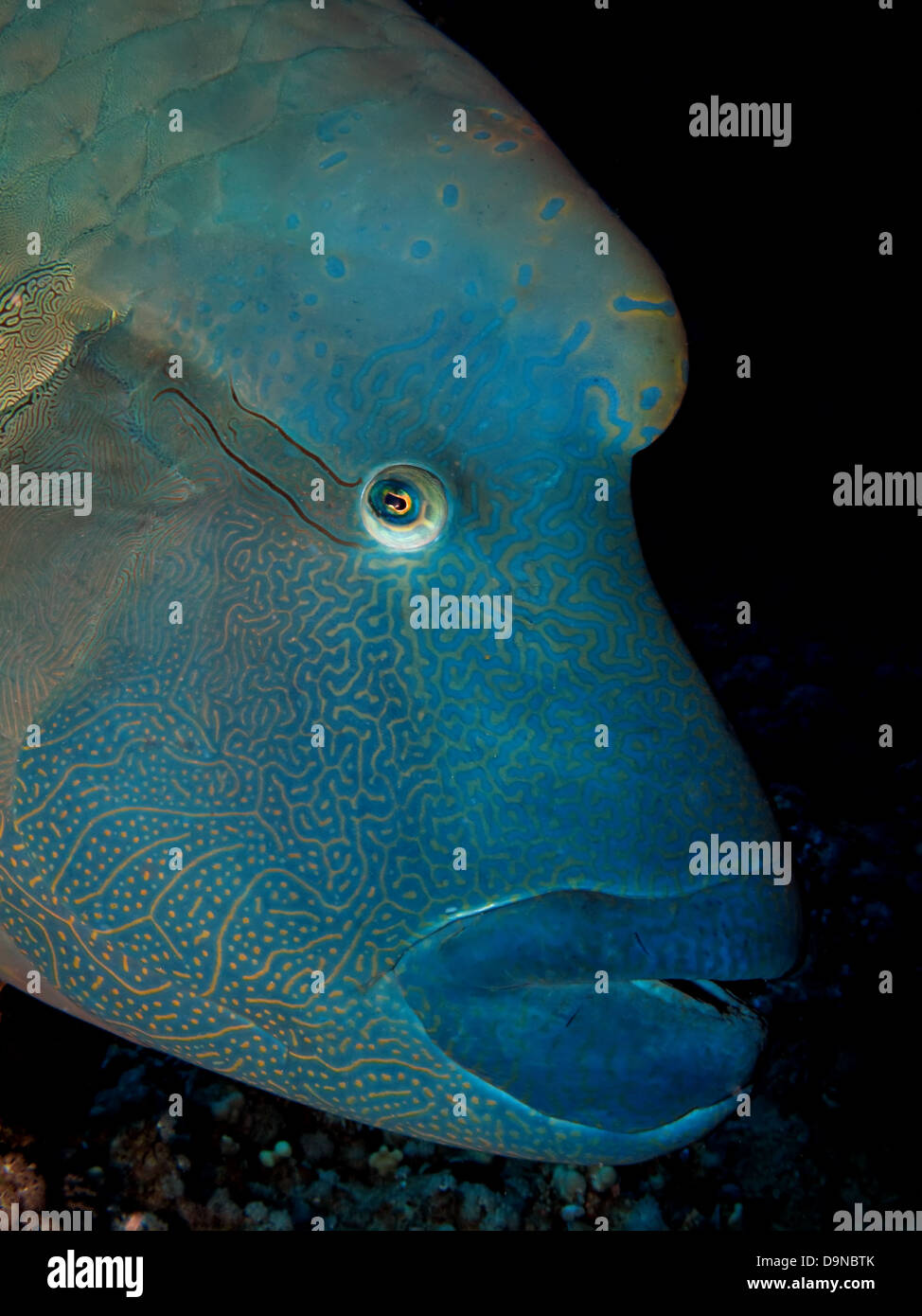 Napoleonfish hi-res stock photography and images - Alamy