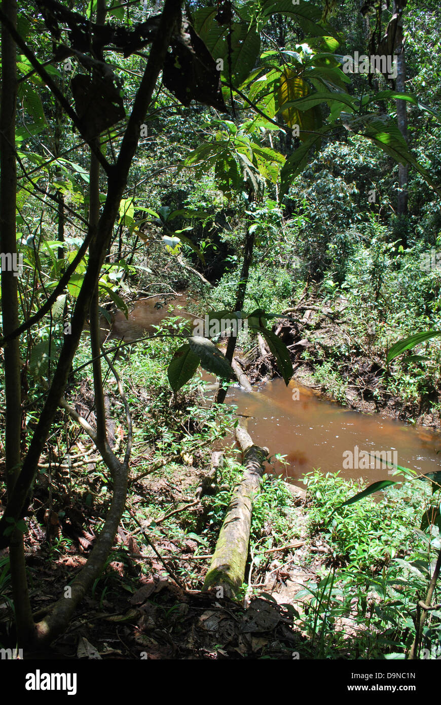 Amazonas department colombia hi-res stock photography and images - Alamy