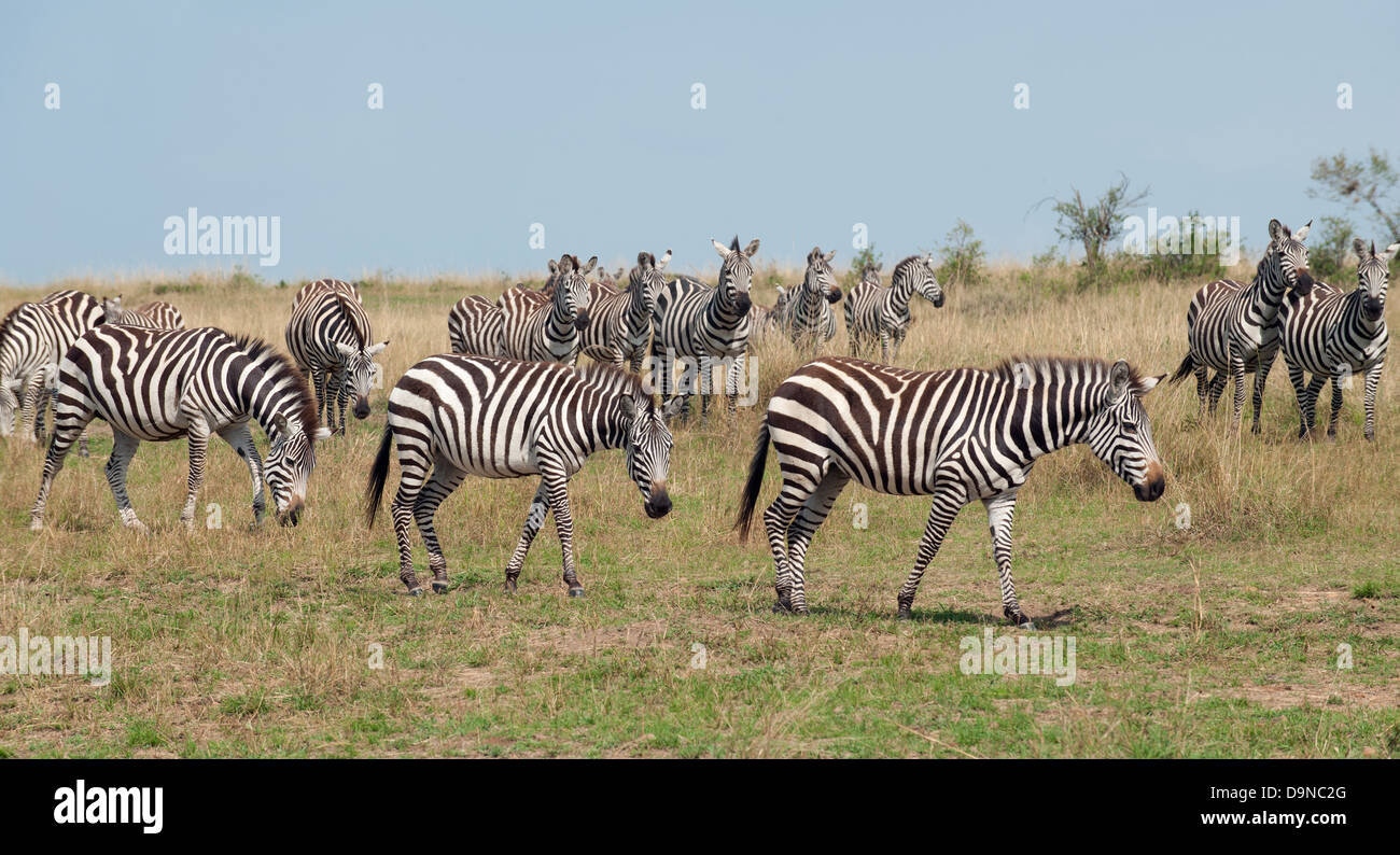 Zebra migration hi-res stock photography and images - Alamy