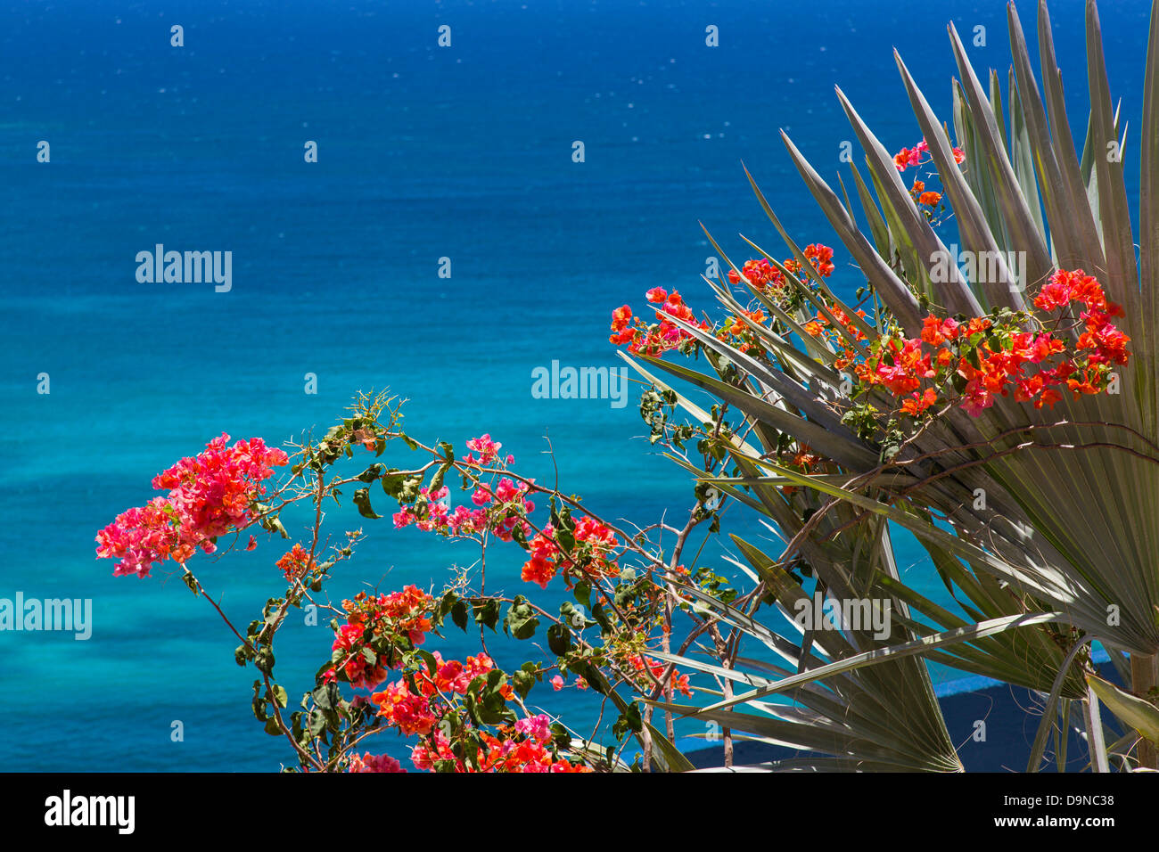 Caribbean tropical flower hi-res stock photography and images - Alamy
