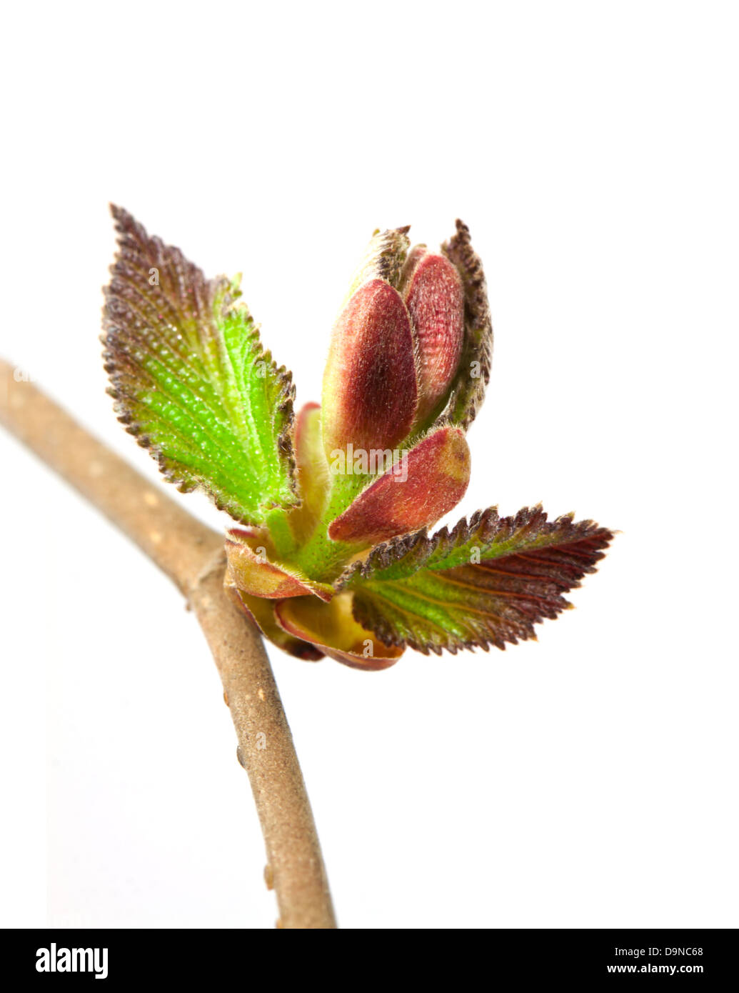 Hazel tree Cut Out Stock Images & Pictures - Alamy