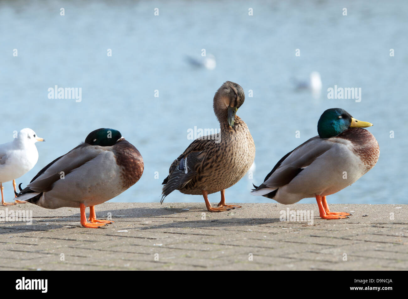 Three ducks bask in the sunshine Stock Photo - Alamy