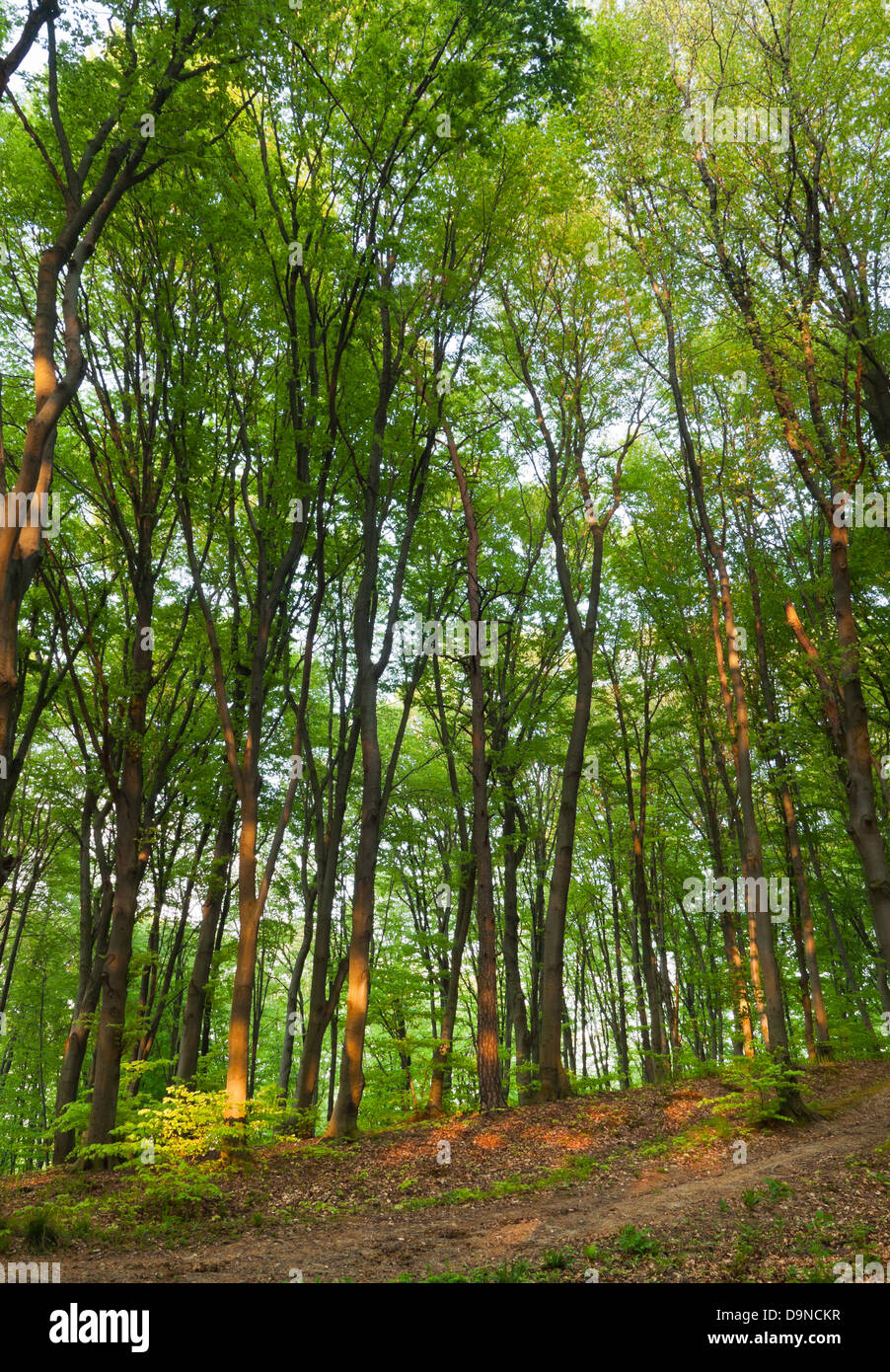 Beech forest in springtime Stock Photo - Alamy