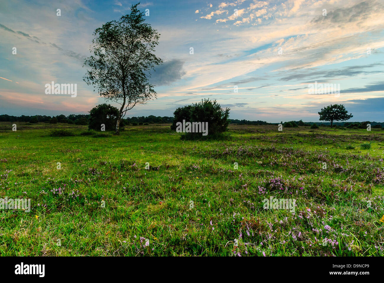 Sunset over the New Forest heathland Stock Photo - Alamy