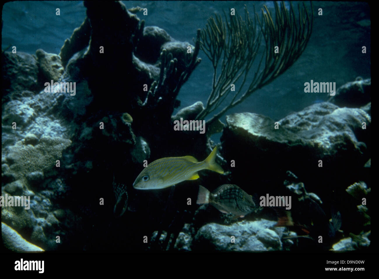 Buck Island Reef National Monument, located off the coast of St. Croix ...