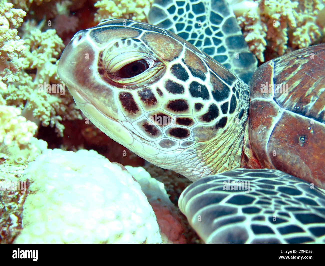 Green sea turtle. (Chelonia mydas Stock Photo - Alamy