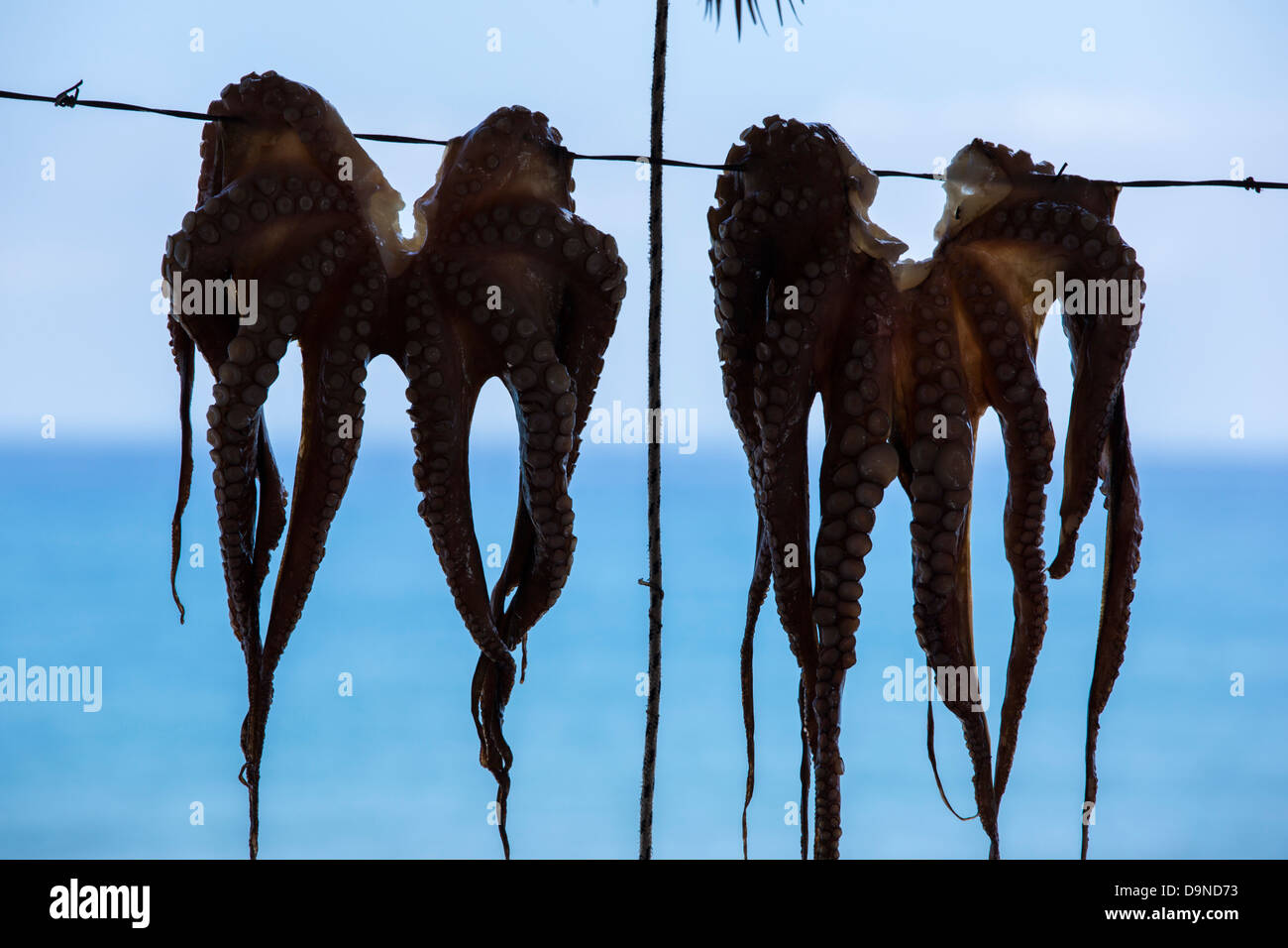 Taverna octopus hi-res stock photography and images - Alamy