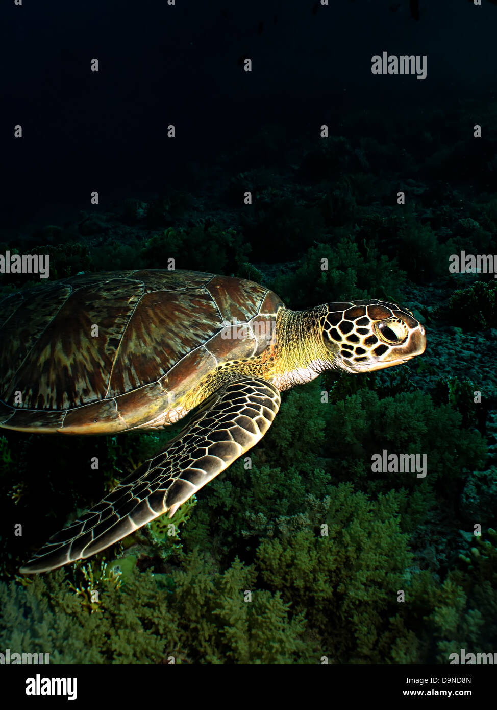 Green sea turtle. (Chelonia mydas Stock Photo - Alamy