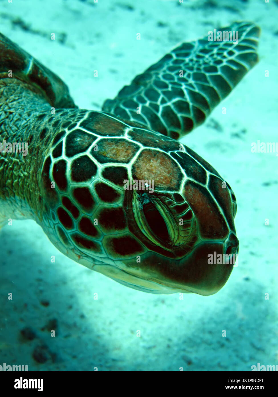 Green sea turtle. (Chelonia mydas Stock Photo - Alamy