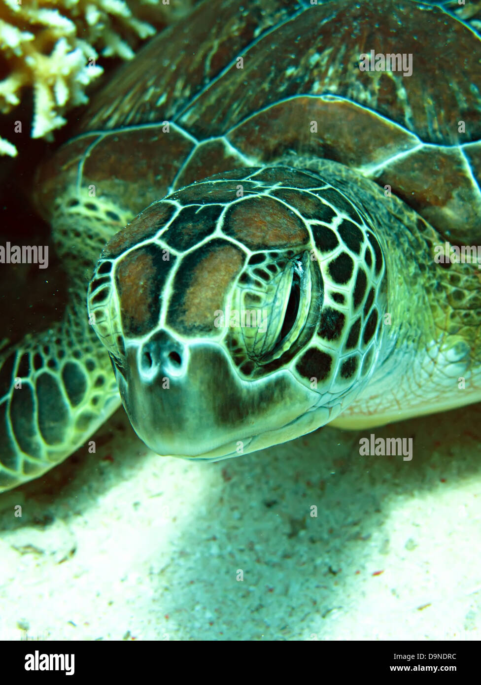 Green sea turtle. (Chelonia mydas Stock Photo - Alamy