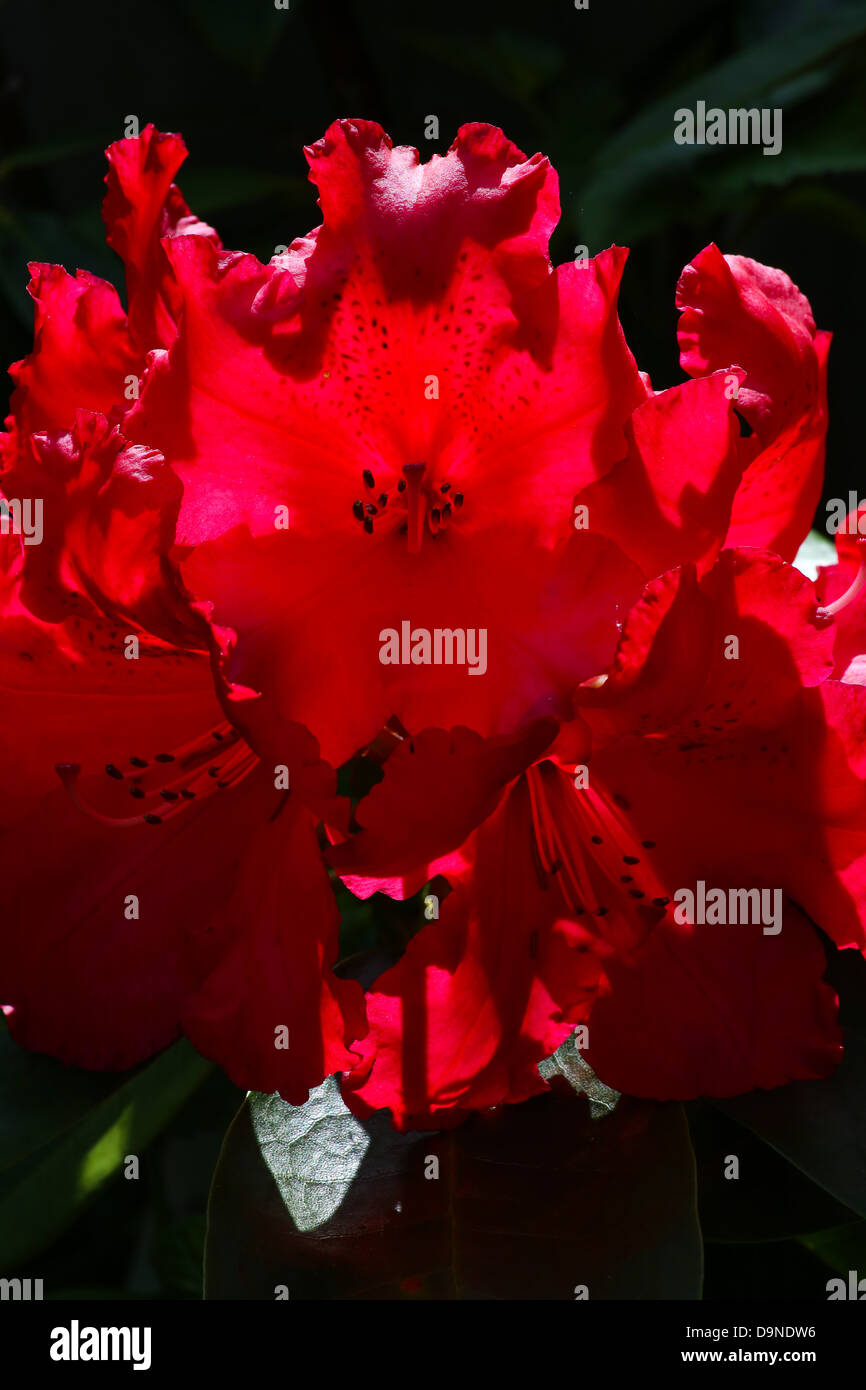 Fine large bright scarlet flowers with darker spots Stock Photo - Alamy
