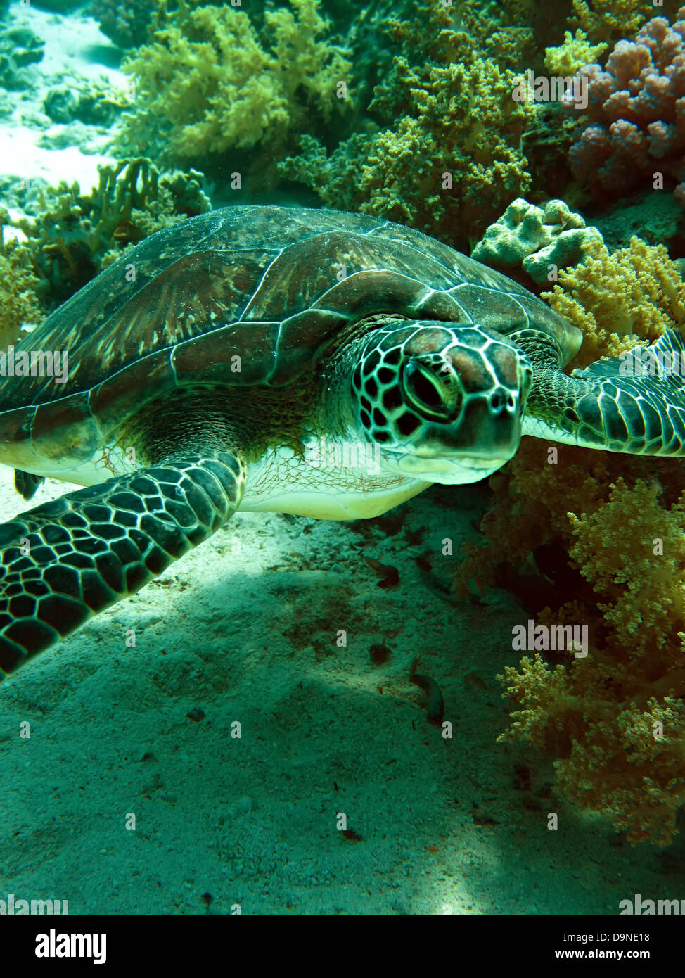 Green sea turtle. (Chelonia mydas Stock Photo - Alamy