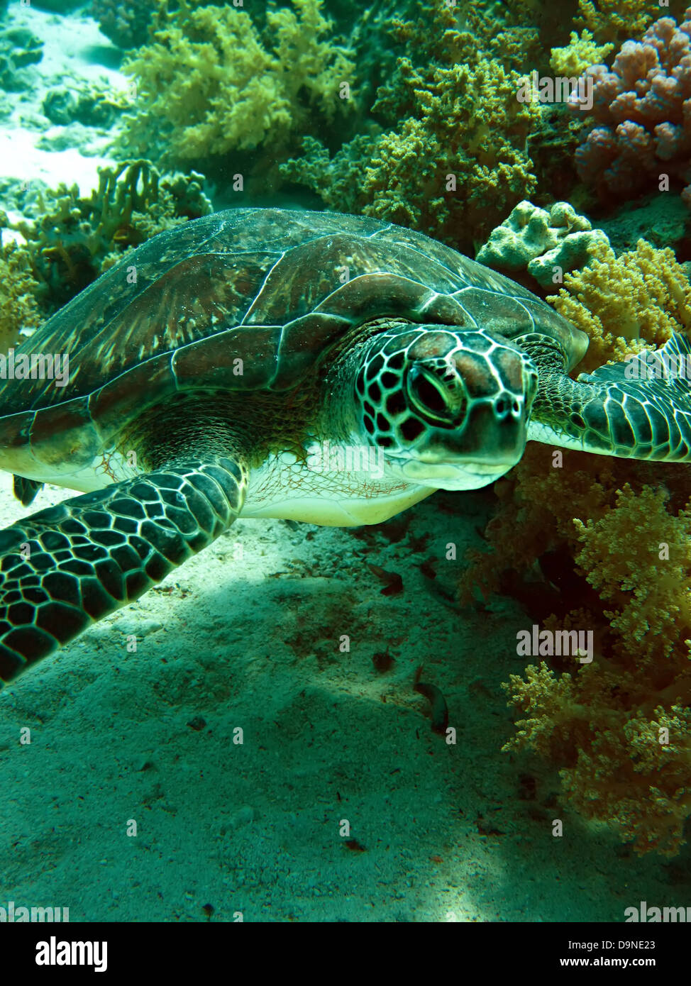 Green sea turtle. (Chelonia mydas Stock Photo - Alamy